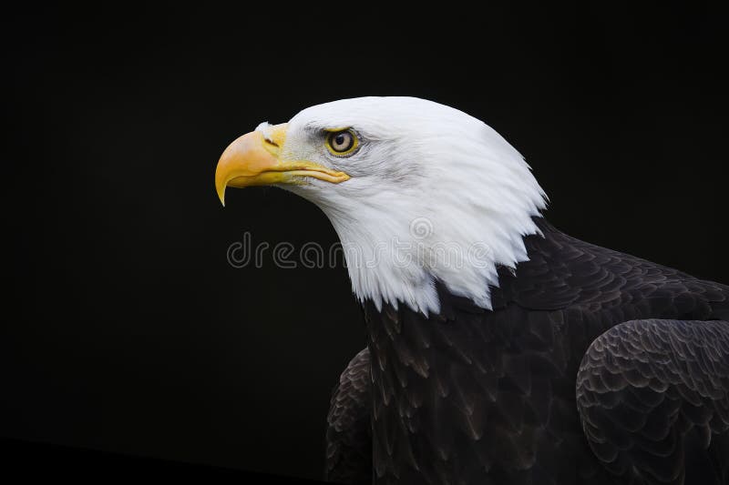 247 Bald Eagle Head Side View Stock Photos - Free & Royalty-Free Stock ...