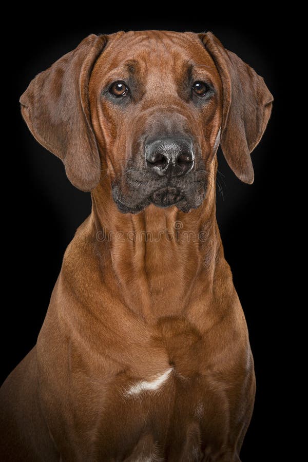 Portrait of a Proud Rhodesian Ridgeback Dog on a Black Background Stock ...