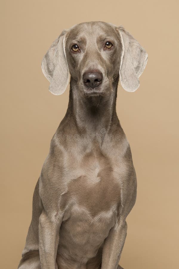 What Colors Are Weimaraners