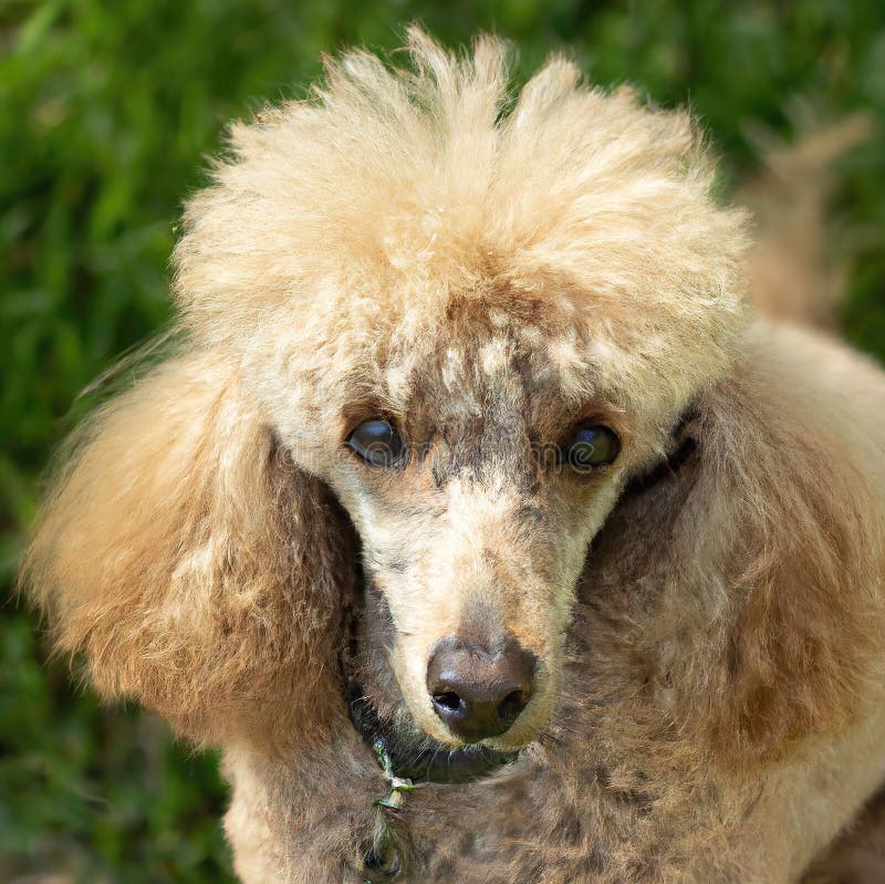 3,033 Puddle Dog Stock Photos - Free & Royalty-Free Stock Photos from ...