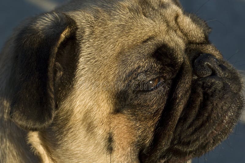 Portrait of a pug dog stock image. Image of brown, chinese - 4775879