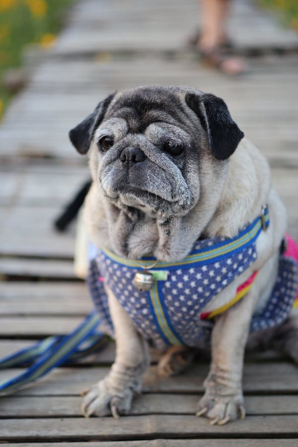 Portrait of a Pug Dog, Fat Dog, Angry Face Stock Photo - Image of ...