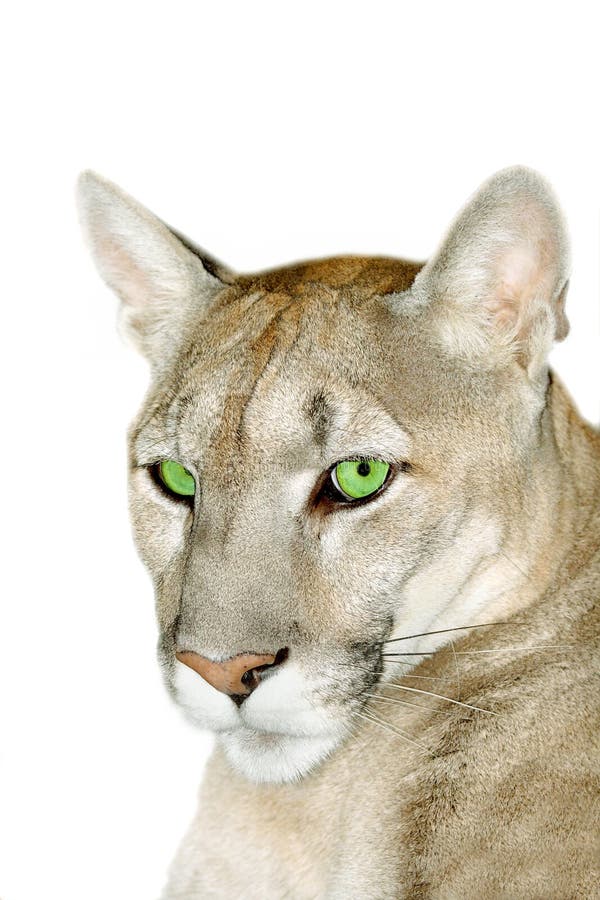 Puma portrait on black stock photo. Image of hunter, cats - 76980432