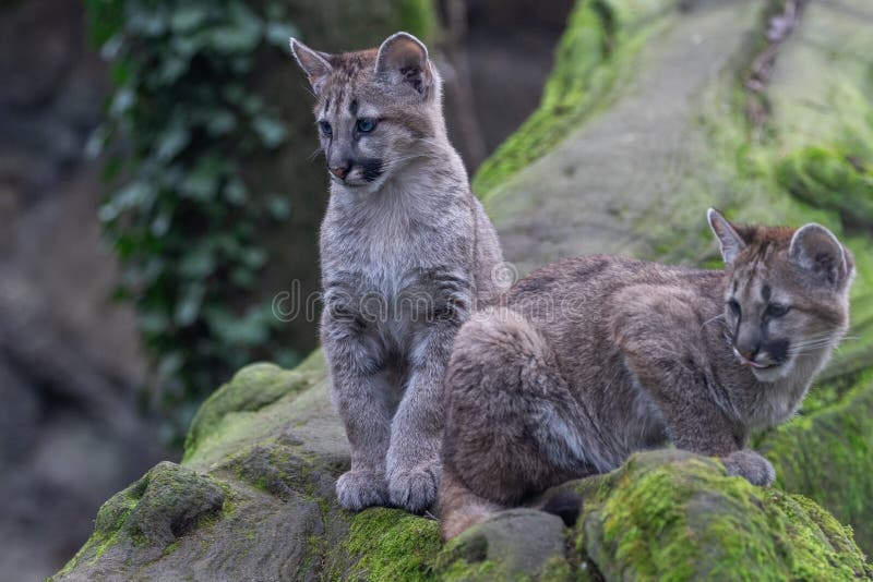 Portrait of a Puma in the Forest Stock Photo - Image of face, wildlife ...