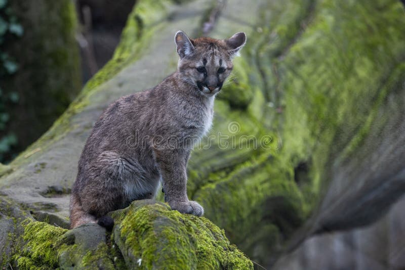 Portrait of a Puma in the Forest Stock Photo - Image of cougar, puma ...