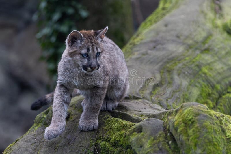Portrait of a Puma in the Forest Stock Photo - Image of muscle ...