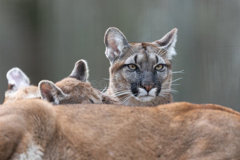 Portrait of Puma in the Forest Stock Image - Image of face, mexico ...