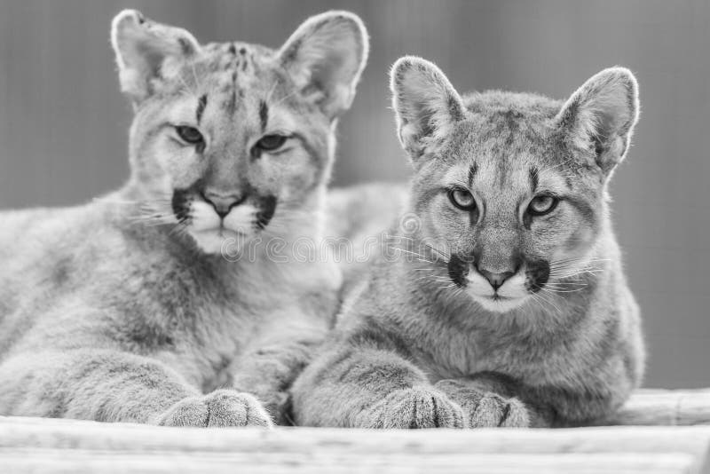 Portrait of Puma in the Forest Stock Image - Image of powerful, fauna ...