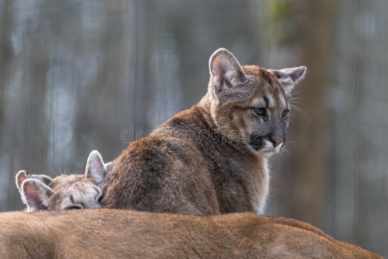 Portrait of Puma in the Forest Stock Photo - Image of forest, felis ...