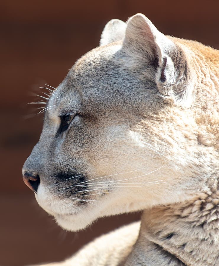 Portrait of a Puma in the Zoo Stock Image - Image of outdoor, dangerous ...