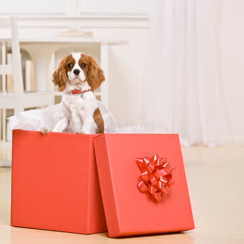 Portrait of Puppy in Large Gift Wraped Box Stock Photo - Image of ...