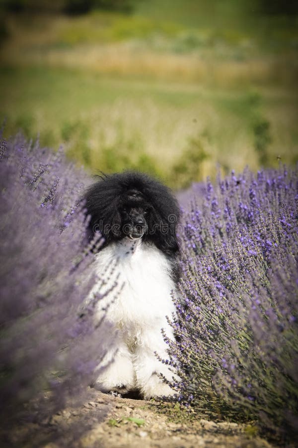 Puppy Poodle is Standing in Levander. Stock Image - Image of animal ...