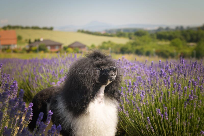 Puppy Poodle is Standing in Levander. Stock Image - Image of animal ...