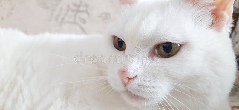 White Cat Starring at Camera Stock Image - Image of mammal, playful ...