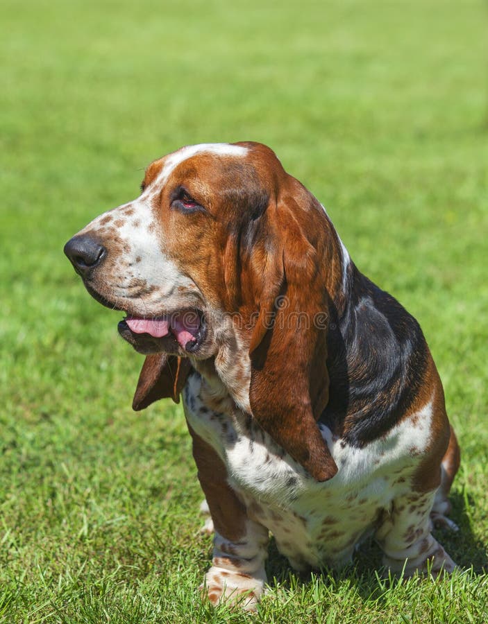 Portrait of a Purebred Basset Hound on Green Grass Stock Image - Image ...