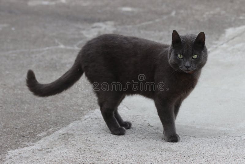 Portrait of a purebred cat stock image. Image of muzzle - 251278619