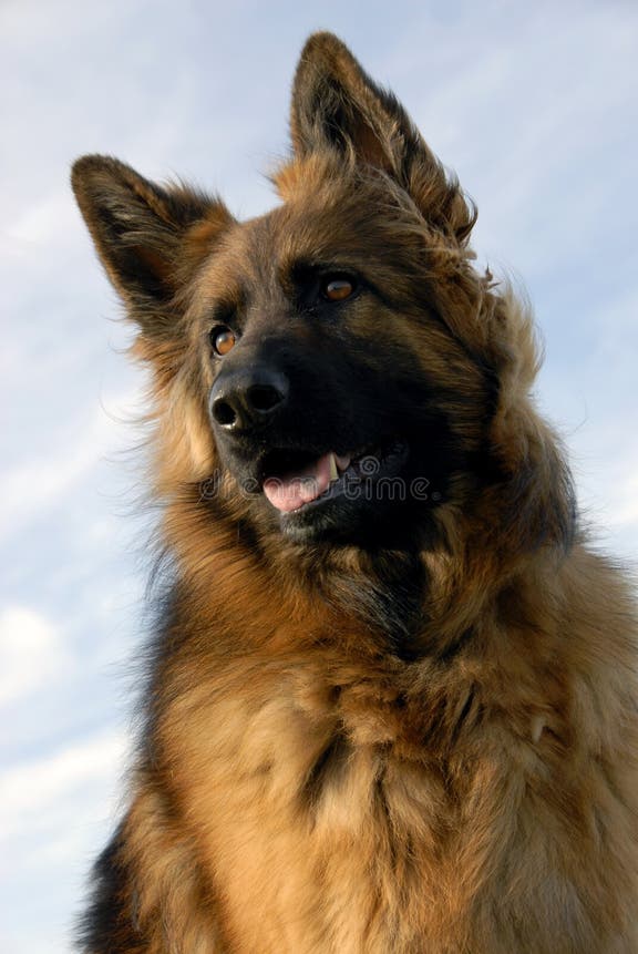 Portrait of a Purebred German Shepherd Stock Photo - Image of pedigree ...