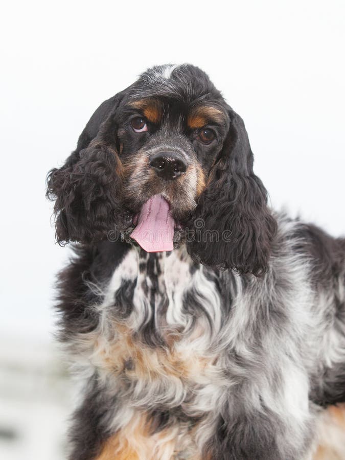 Portrait of a Purebred Puppy Cocker Spaniel Stock Image - Image of ...
