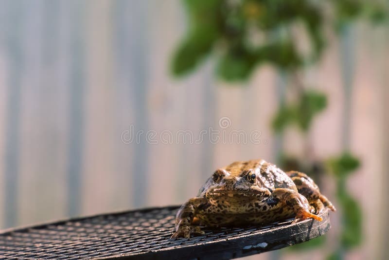 Portrait of the Quiet Frog Sitting on a Racket Stock Photo - Image of ...
