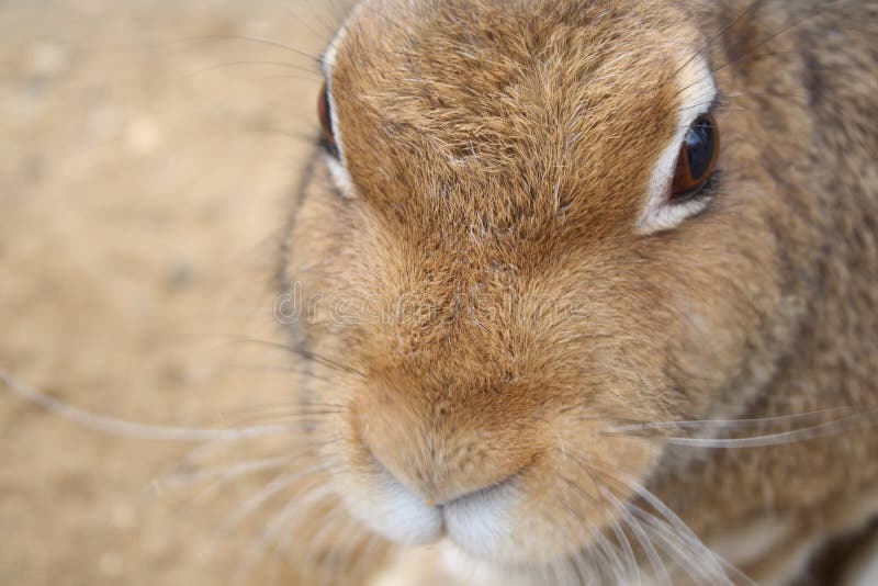 Muzzle Rabbit Stock Images - Download 839 Royalty Free Photos