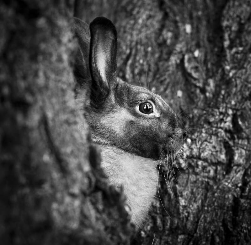 Portrait of a rabbit stock image. Image of outside, male - 29588373