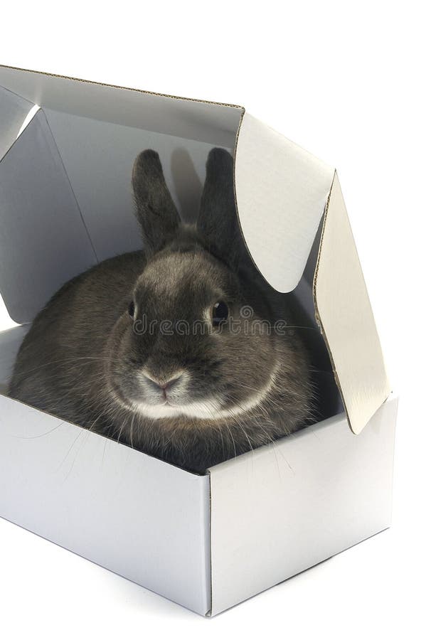 Bunny on box stock photo. Image of hair, tame, brown, isolated - 6638812