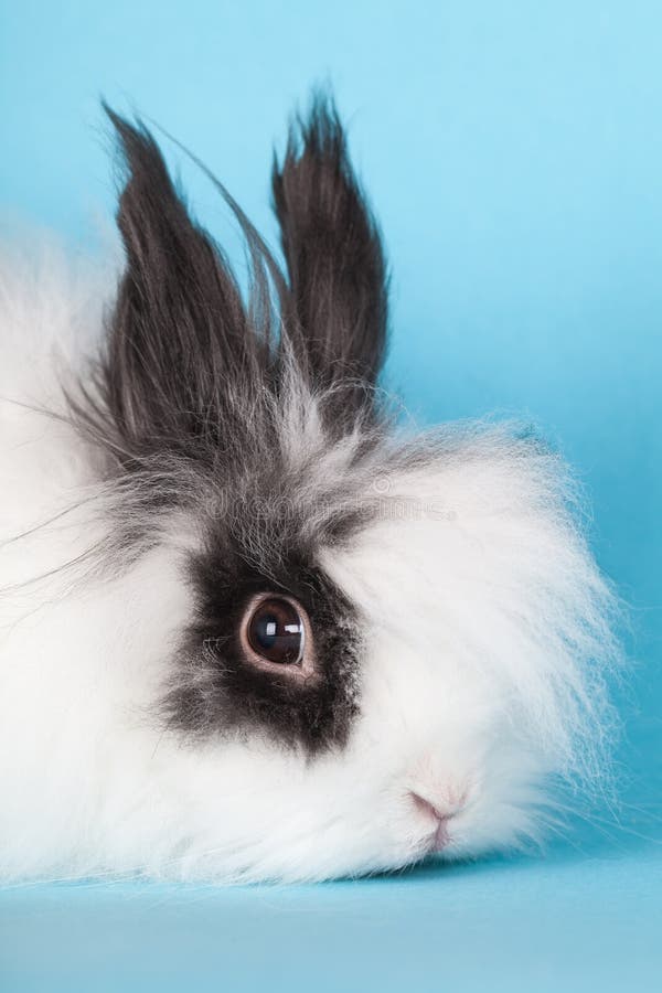 Portrait of Rabbit Decorative Stock Image - Image of young, animal ...
