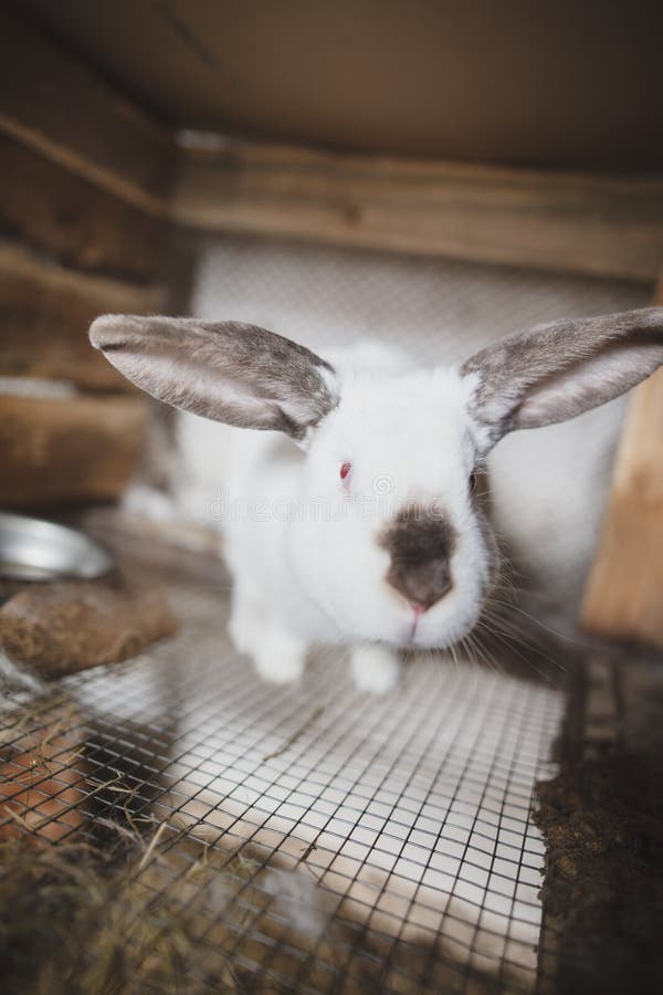 Portrait of a Rabbit on a Farm Stock Image - Image of easter, rabbit ...