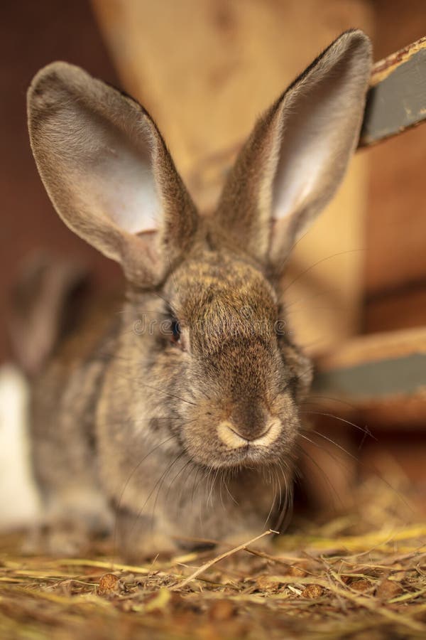 Portrait of a Rabbit on a Farm Stock Image - Image of farm, brown ...