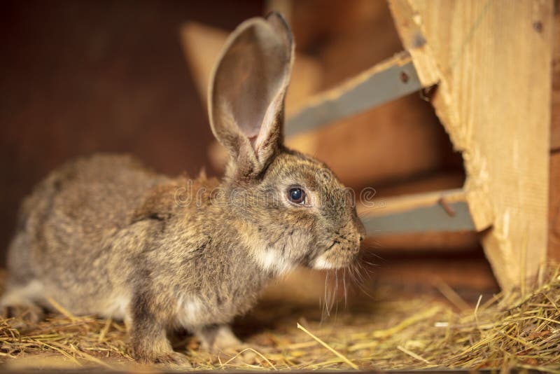 Portrait of a Rabbit on a Farm Stock Photo - Image of fluffy, white ...