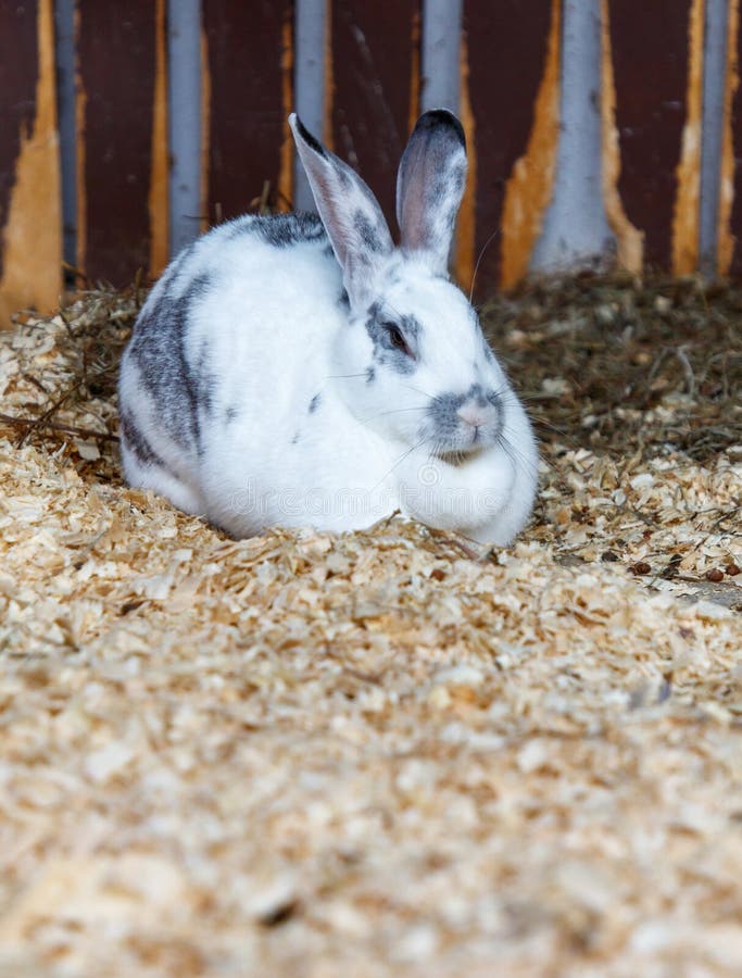 Portrait of a Rabbit on a Farm Stock Image - Image of young, cute ...
