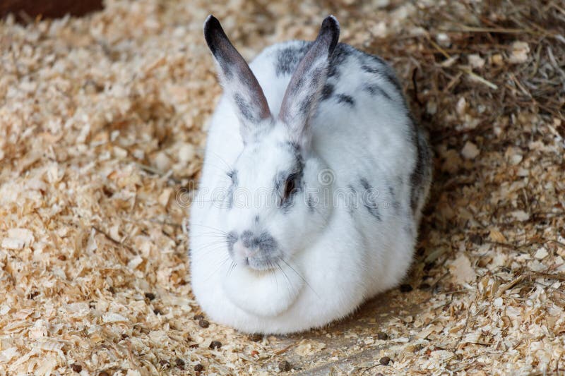 Portrait of a Rabbit on a Farm Stock Photo - Image of nature, farm ...