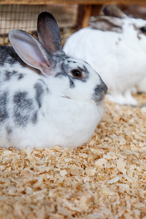 Portrait of a Rabbit on a Farm Stock Photo - Image of young, little ...