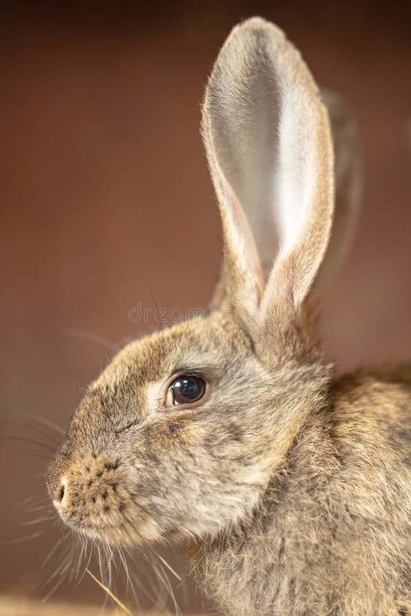 Portrait of a Rabbit on a Farm Stock Image - Image of farm, domestic ...