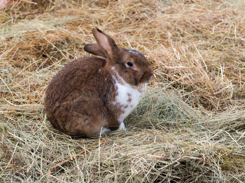 Portrait of a Rabbit on the Hay Stock Photo - Image of nature, domestic ...