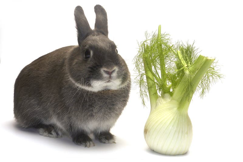 Portrait of a Rabbit and His Favorite Vegetables Stock Image - Image of ...