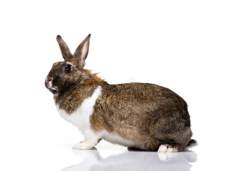 Portrait of a rabbit stock photo. Image of themes, portrait - 37970990