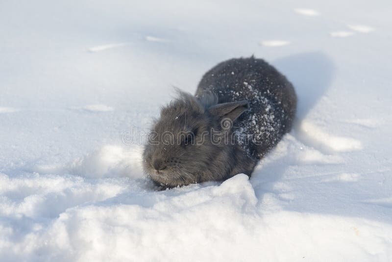 Portrait of a rabbit stock photo. Image of snow, rabbit - 112985584