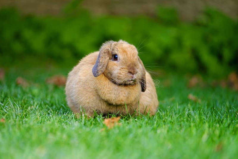 Portrait of a Rabbit Walking on the Grass 5 Stock Photo - Image of ...