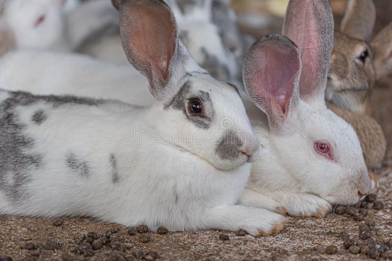 Portrait of Rabbits Lying Down Resting in the Field Stock Image - Image ...