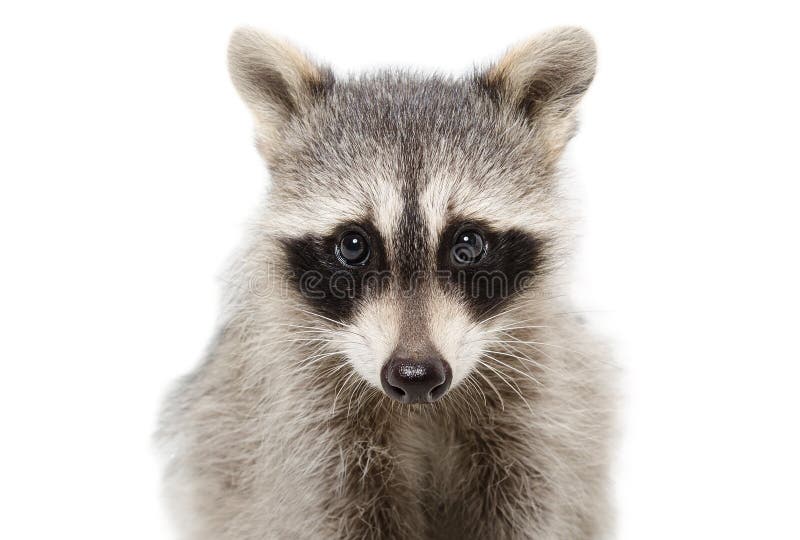 A Poor cute raccoon stock photo. Image of mischievous - 20605008