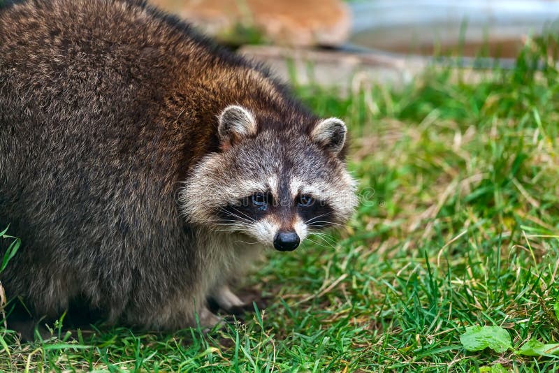 Raccoon portrait stock photo. Image of animal, observing - 1096332