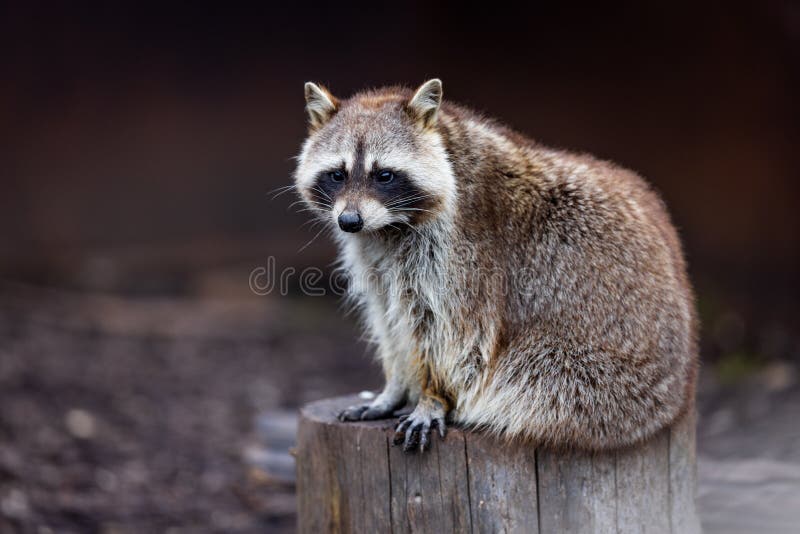 Portrait of a Raccoon in the Nature Stock Photo - Image of tail, racoon ...
