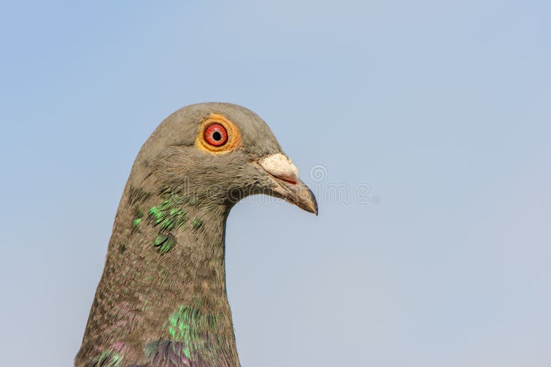 Closeup of the Head of a Racing Pigeon Stock Image - Image of head ...