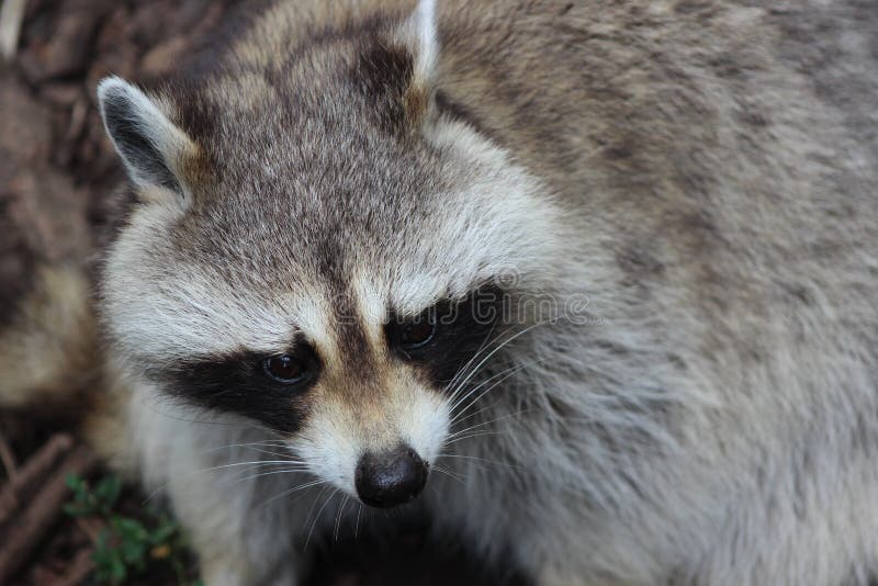 Portrait of a racoon stock image. Image of wild, interesting - 254689785