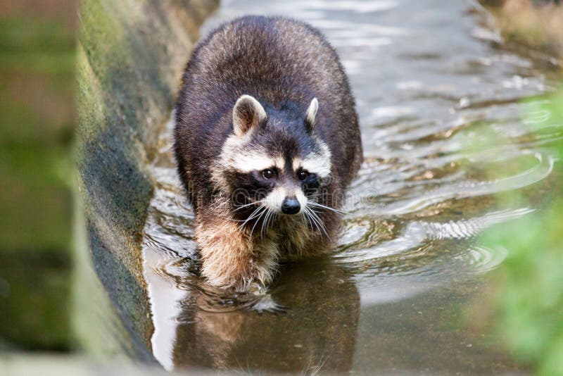 Portrait of a Racoon in a Nature Scene Stock Photo - Image of brown ...