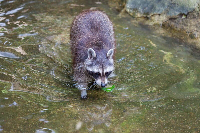 Portrait of a Racoon in a Nature Scene Stock Image - Image of nature ...