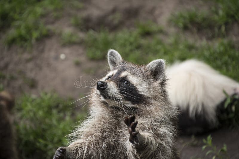 Portrait of a Racoon in a Nature Scene Stock Image - Image of life ...