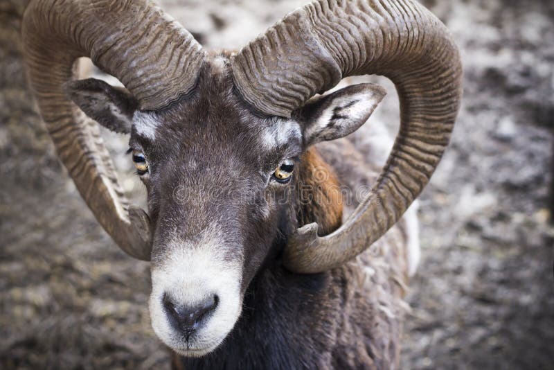 24,393 Ram Animal Stock Photos - Free & Royalty-Free Stock Photos from ...