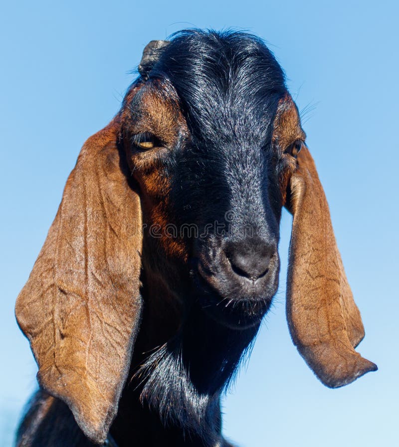 Portrait of a Ram with Big Ears Stock Image - Image of cute, white ...